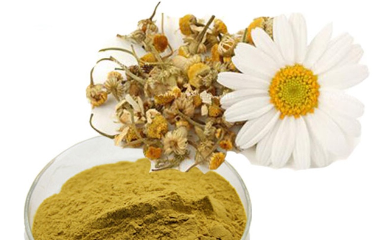The Benefits of Chamomile Extract - China plant extract supplier ...