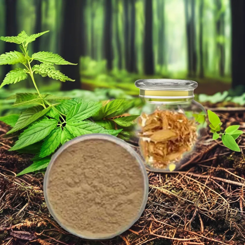 Dong Quai Extract Supplier: Natural Hormonal Balance & Female Health Support